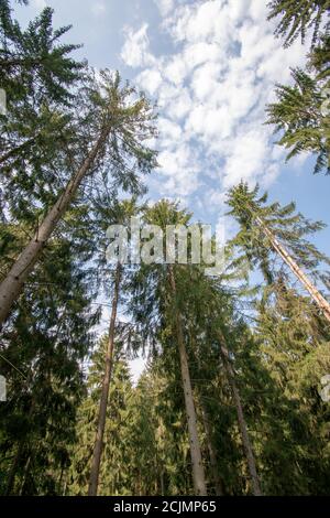 Low angle shot of tall trees near the river with a blue sky in the ...