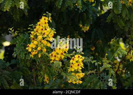 Flowers of the Brazilwood (Paubrasilia echinata). Pau-Brasil Stock ...