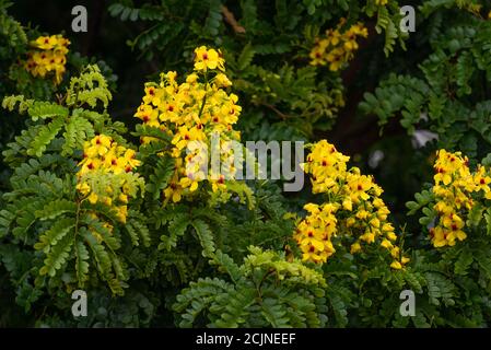 Flowers of the Brazilwood (Paubrasilia echinata). Pau-Brasil Stock ...