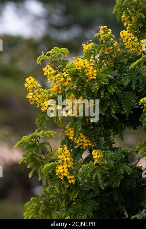 Flowers of the Brazilwood (Paubrasilia echinata). Pau-Brasil Stock ...