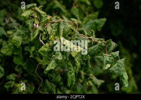 Corkscrew or Contorted Hazel, Corylus avellana 'Contorta' with catkins ...