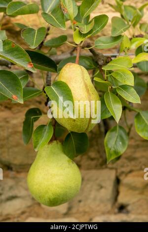 Packham's Triumph Pear Stock Photo - Alamy