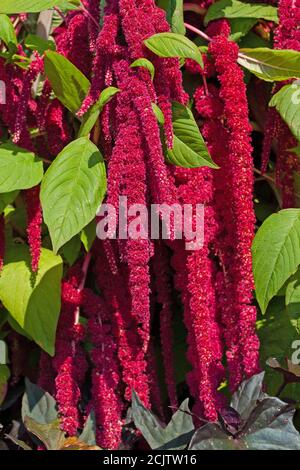 Flowering garden foxtail, Amaranthus caudatus Stock Photo - Alamy