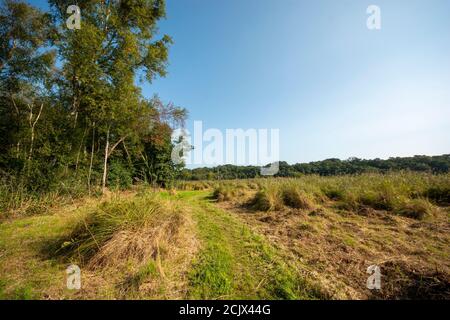 Alderfen Broad and Marshes Stock Photo - Alamy