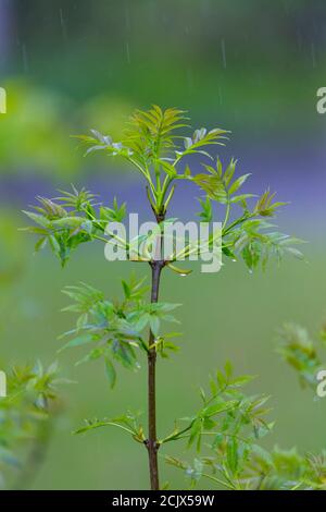 FRESNO COMUN - ASH or EUROPEAN ASH (Fraxinus excelsior Stock Photo - Alamy