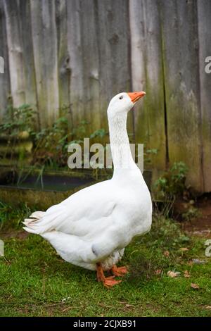 old white goose portait on nature outdoor Stock Photo - Alamy