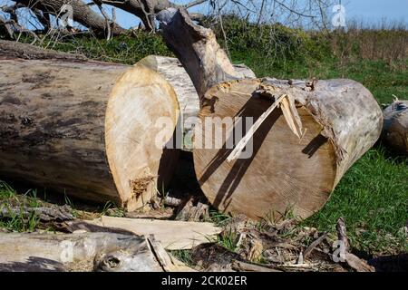 Death of a giant tree Stock Photo - Alamy