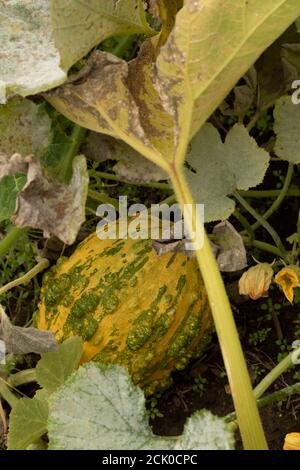Squash (pumpkin) 'Musquee de Maroc growing amongst its vegetation Stock ...