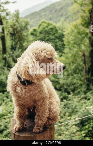 Full length photo of pretty adorable girl dressed purple t-shirt ...