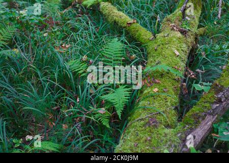Fallen tree trunk on the mossy forest ground Stock Photo - Alamy