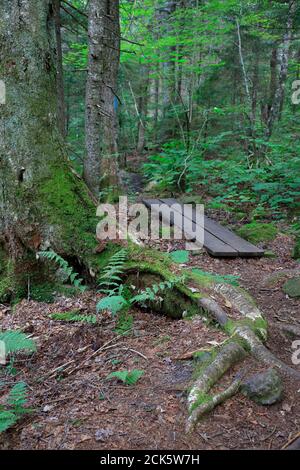 Hiking trail in the forest in Woodford State Park.Woodford.Vermont.USA ...