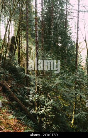A vertical shot of high trees and grass at a park on a sunny day in ...