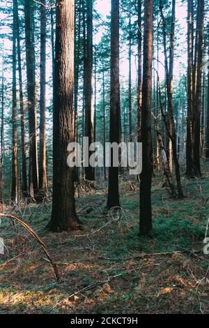 A vertical shot of high trees and grass at a park on a sunny day in ...