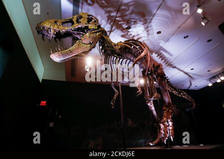 Tyrannosaurus Rex Skeleton Stock Photo - Alamy