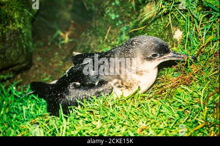 A Manx Shearwater landed near to its nest burrow high up on the ...