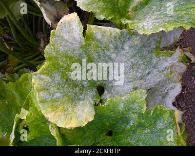 Image shows powdery mildew on on salvia or sage - Salvia officinalis ...