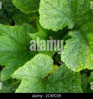 This image shows the early stage of Powdery Mildew affecting the leaves ...