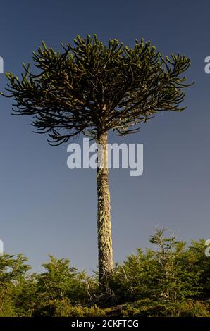 Chilean pine (Araucaria araucana), Chilean pines at Lago Conguillio ...