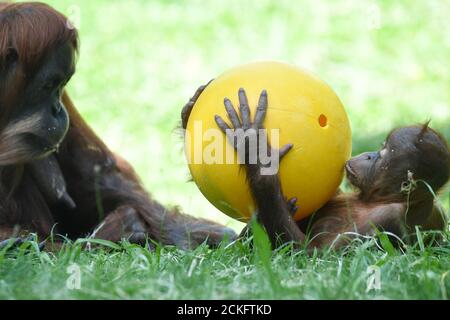 An orangutan at the Hellabrunn Zoo in Munich One of six orangutans at ...