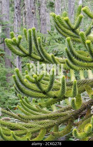 Chilean pine (Araucaria araucana), Chilean pines at Lago Conguillio ...