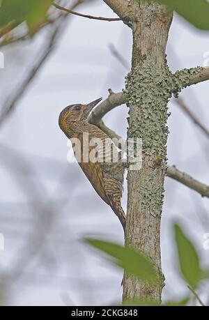 Yellow-eared Woodpecker (Veniliornis maculifrons) adult female clinging ...