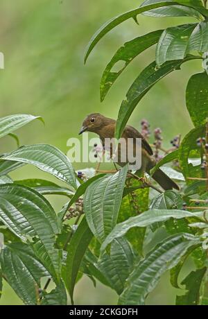 Yellow-legged Thrush (Turdus flavipes flavipes), adult female, in fruit ...