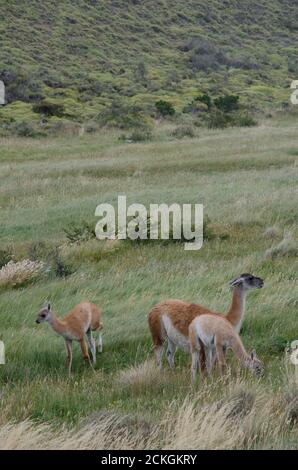 Females guanacos Lama guanicoe with their cubs. Torres del Paine ...
