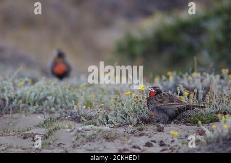 Long-tailed meadowlarks Leistes loyca . Otway Sound and Penguin Reserve ...