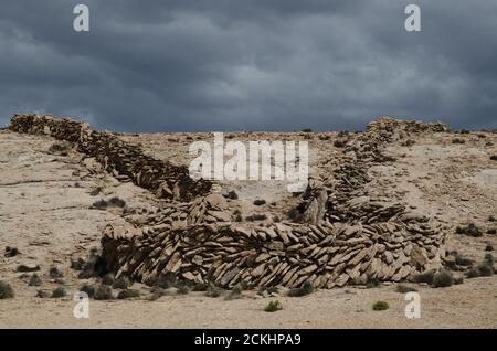 Chaccu: prehispanic ancestral technique to capture and shearing of ...