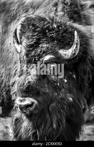 A grayscale closeup of African buffalo with big curvy horns Stock Photo ...