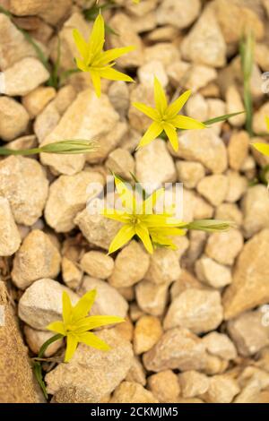 Hereroa Glenensis in flower against a pale gravel background Stock ...