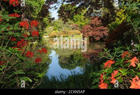 Exbury Gardens , Lionel de Rothschild rhododendrons & azaleas reserve ...