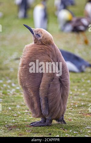 baby king penguin standing alone, snowy mountain in background Stock ...