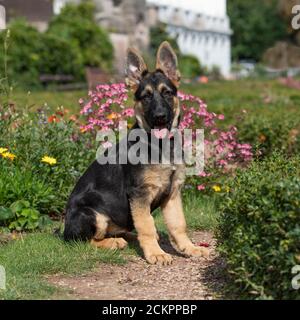Side of German Shepherd Dog, Alsatian dogs standing Stock Photo - Alamy