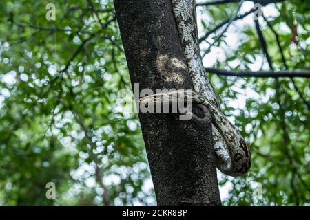 Indian Rock Python or Indian Python, (Python molurus), Keoladeo Ghana ...
