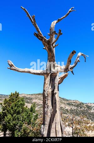 Summerhaven is a small town on top of Mt. Lemmon, Arizona Stock Photo ...