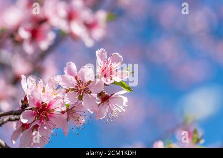 Close-up of beautiful vintage sakura tree flower (cherry blossom) in ...