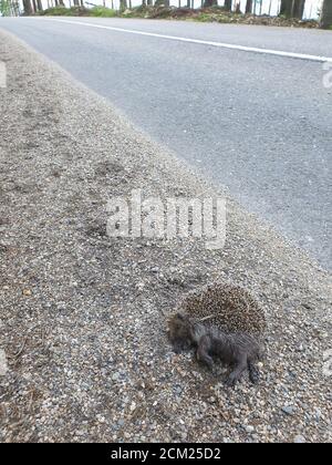 Dead wild hedgehog killed by car in nature. Roadkill animal victim of ...