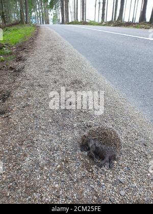 Dead wild hedgehog killed by car in nature. Roadkill animal victim of ...