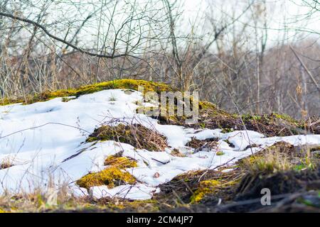 Green moss and melting snow, natural found still-life in spring Stock ...