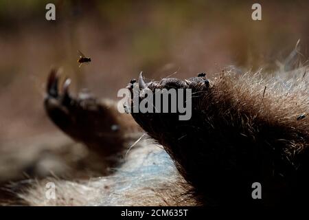 Dead Wombat in Australia Stock Photo - Alamy
