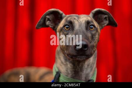 Nervous greyhound posing for photos Stock Photo - Alamy