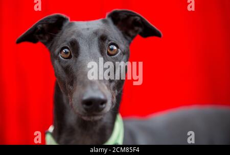 Nervous greyhound posing for photos Stock Photo - Alamy