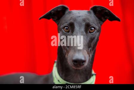 Nervous greyhound posing for photos Stock Photo - Alamy