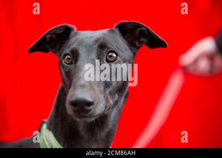 Nervous greyhound posing for photos Stock Photo - Alamy