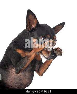 Little dog miniature pinscher dancing on the background of a beautiful ...