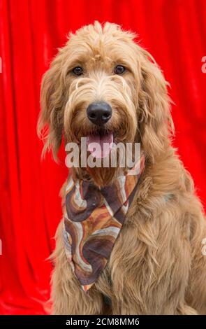 Large pet Groodle Stock Photo - Alamy