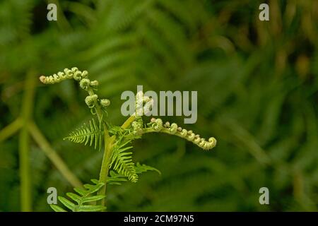 Fern unrolling a new frond. New growth in spring. Ferns renewal ...