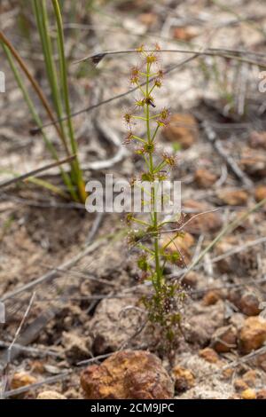 Drosera porrecta, east of Jurien Bay, Western Australia Stock Photo - Alamy