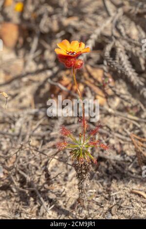 Drosera barbigera, east of Jurien Bay, Western Australia Stock Photo ...